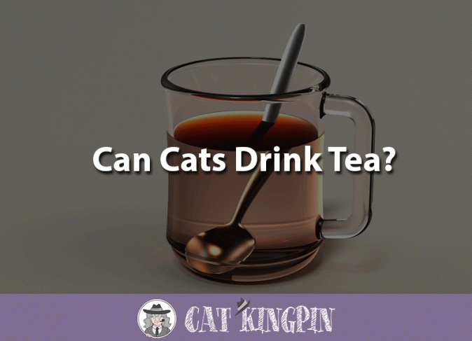 Can Kittens Drink Goat Milk? - Cat Kingpin