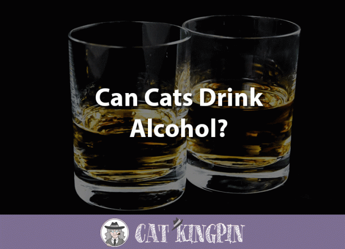 Why Do Cats Need Taurine? - Cat Kingpin