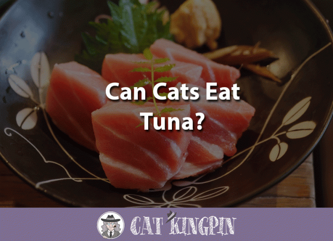Why Do Cats Need Taurine? - Cat Kingpin