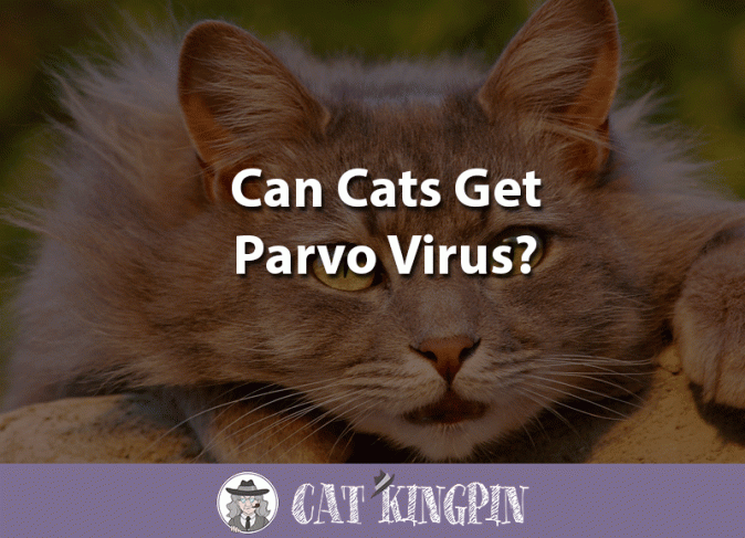 When Do Cats Have Kittens? - Cat Kingpin