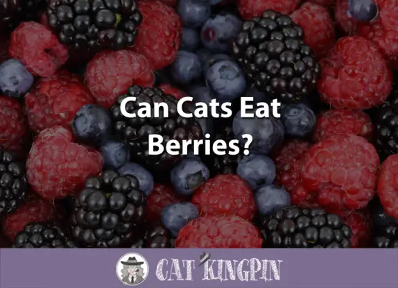 Can Cats Eat Berries? - Cat Kingpin