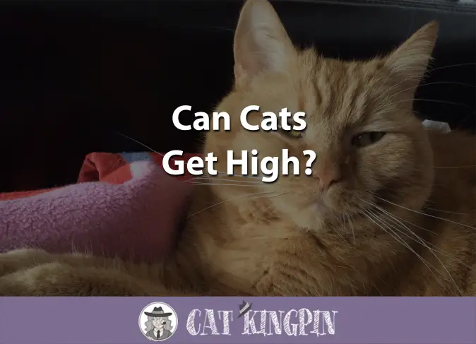 How Do Cats Control Their Tails? - Cat Kingpin