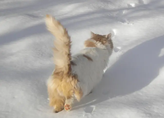 Why Do Cats Wag Their Tails? - Cat Kingpin