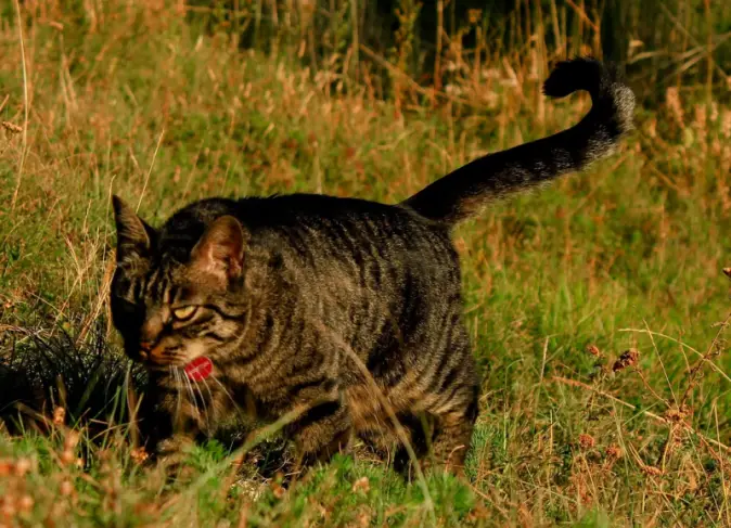 Why Do Cats Wag Their Tails? - Cat Kingpin