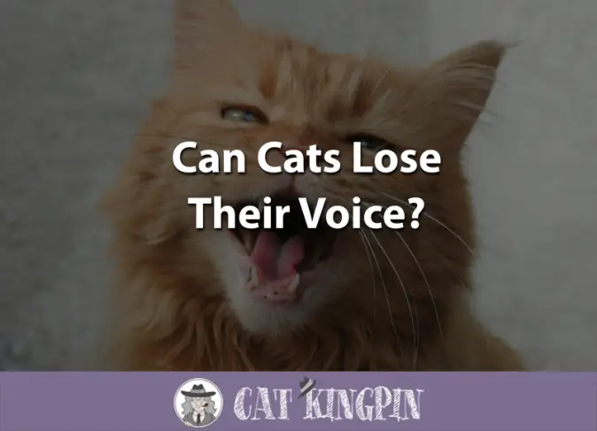Can Cats Lose Their Voice? - Cat Kingpin
