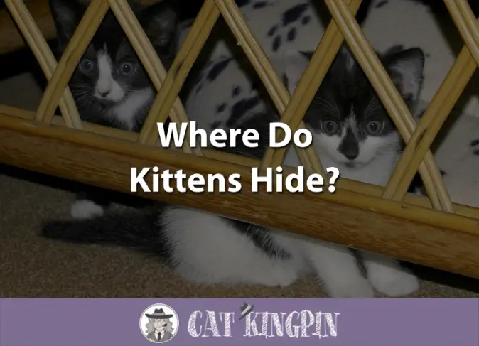 Where Do Kittens Hide? - Cat Kingpin