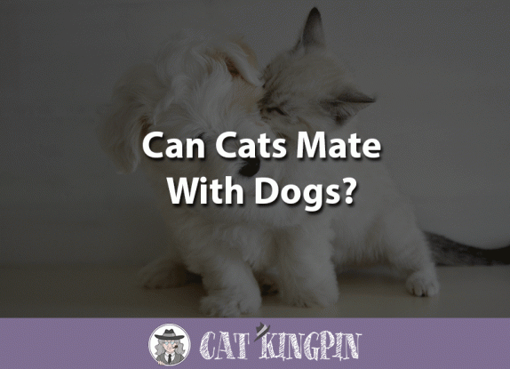 Why Do Cats Have Tails? - Cat Kingpin