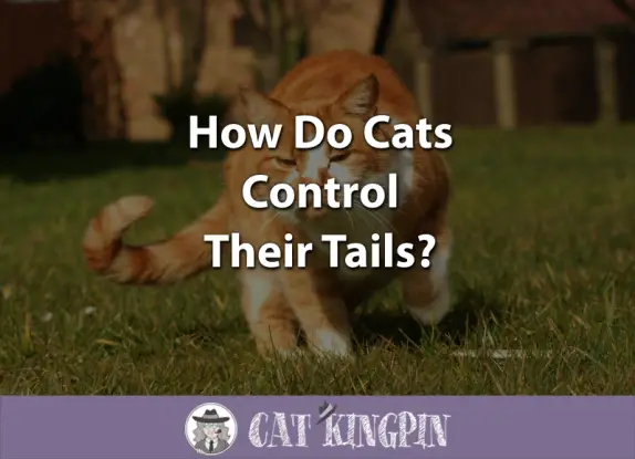 How Do Cats Kill Rats? - Cat Kingpin