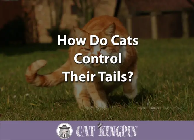 How Do Cats Kill Rats? - Cat Kingpin