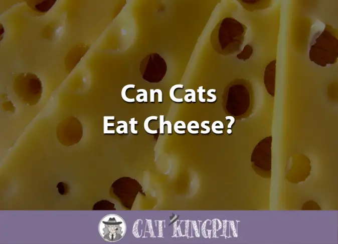Can Cats Eat Cheese? - Cat Kingpin