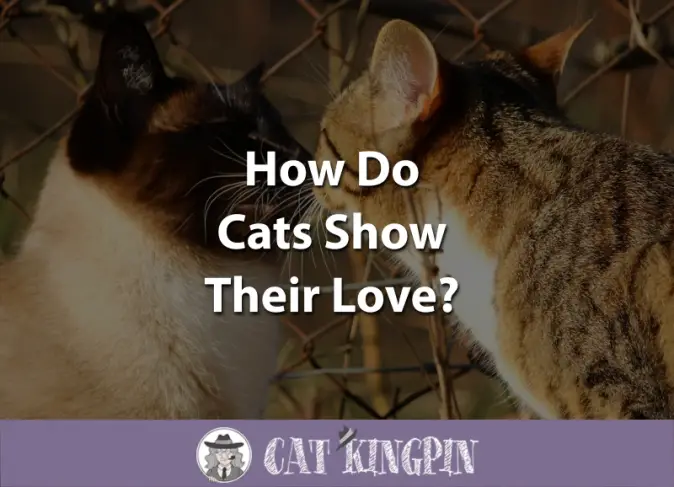How Do Cats Show Love? - Cat Kingpin