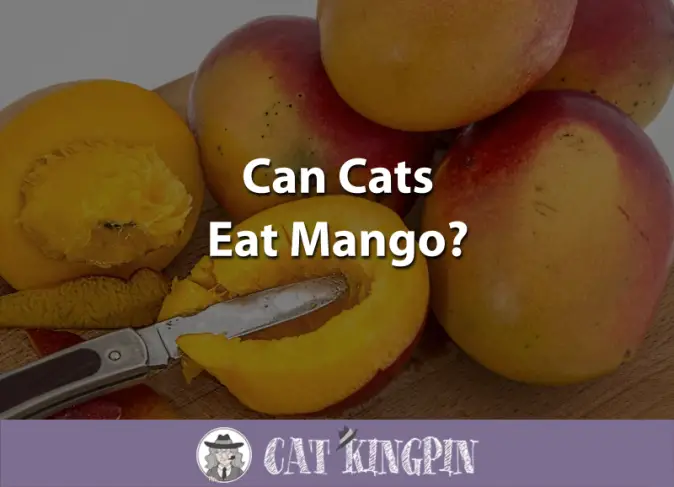 Can Cats Eat Mango? - Cat Kingpin