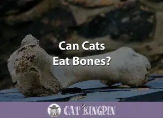 Can Cats Eat Bones? - Cat Kingpin