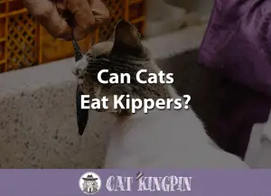 Can Cats Eat Kippers? - Cat Kingpin