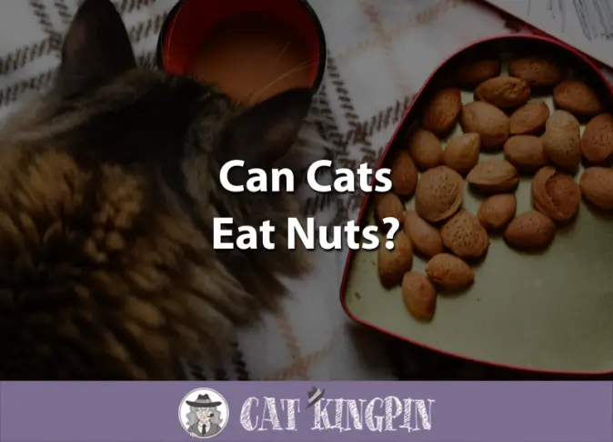 Can Cats Eat Nuts? - Cat Kingpin