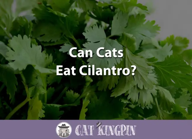 Can Cats Eat Cilantro? - Cat Kingpin