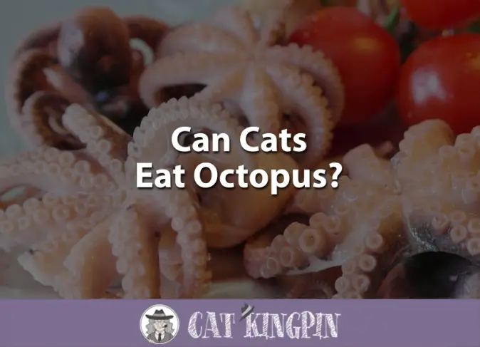 Can Cats Eat Boiled Eggs? - Cat Kingpin