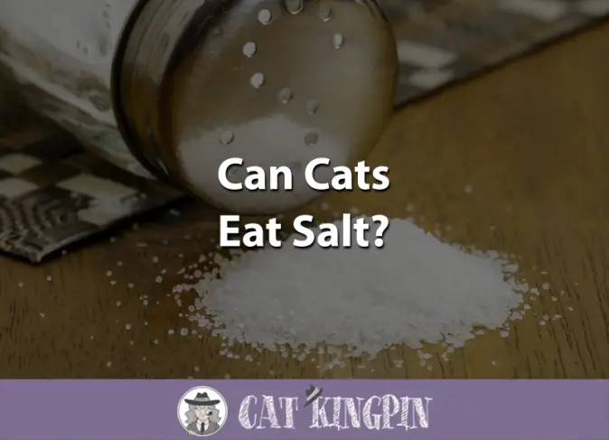 Can Cats Eat Salt? - Cat Kingpin