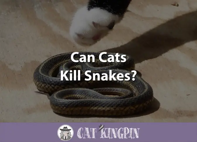 Can Cats Kill Snakes? - Cat Kingpin Can Cats Kill Snakes? - Cat Kingpin