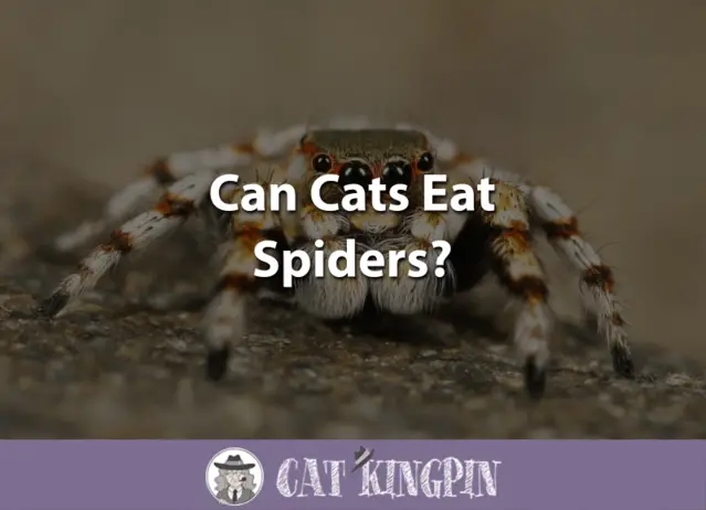 Can Cats Eat Spiders? - Cat Kingpin