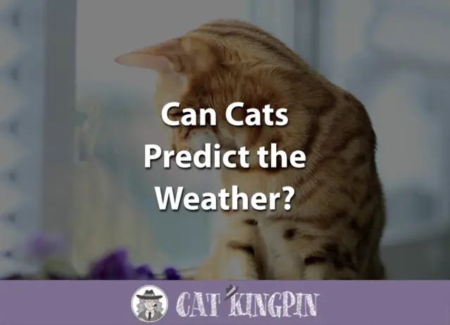 Can Cats Predict the Weather? - Cat Kingpin
