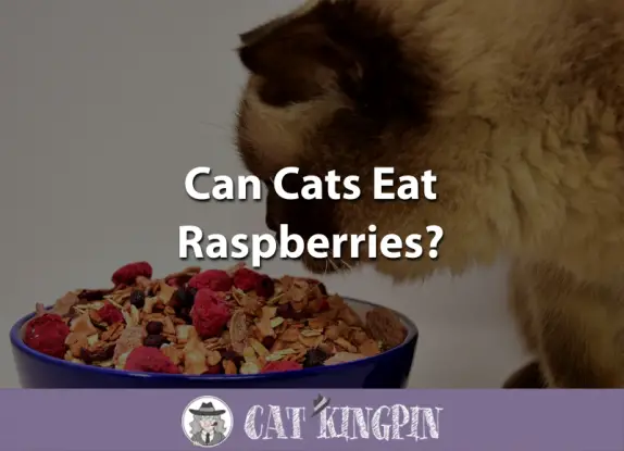 Can Cats Eat Raspberries? - Cat Kingpin