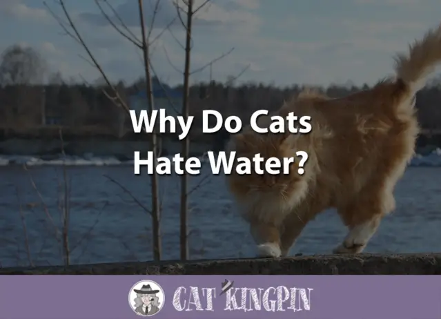 Why Do Cats Hate Water Cat Kingpin