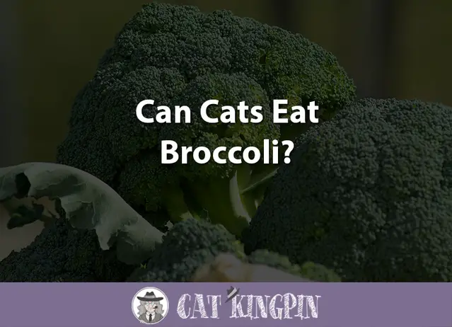 Can Cats Eat Broccoli? - Cat Kingpin