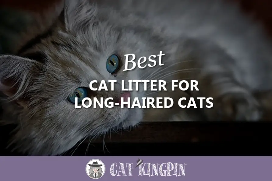 Cat Breeders, Care, and Product Reviews - Cat Kingpin