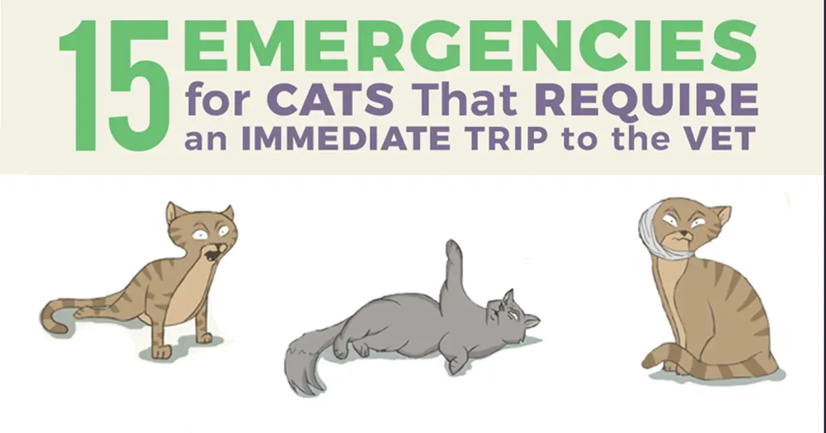 15 Emergencies For Cats That Require a Trip to the Vet - Cat Kingpin