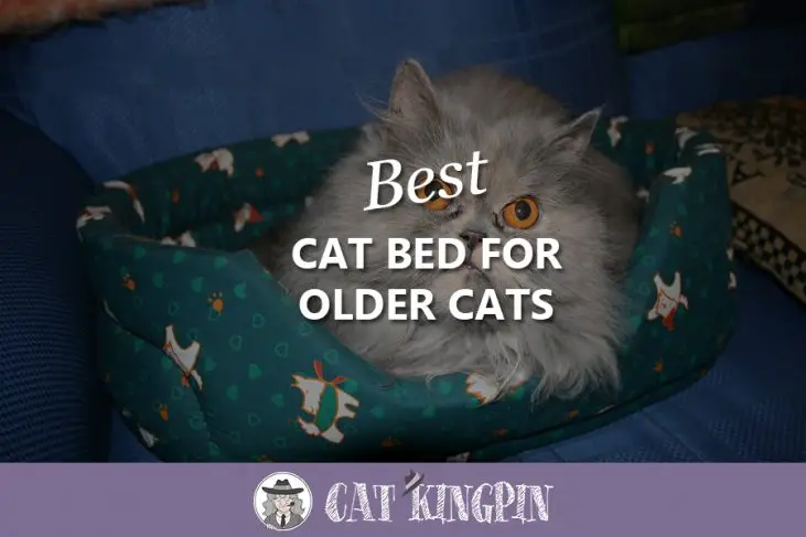 Best Cat Toys to Prevent Boredom - Cat Kingpin