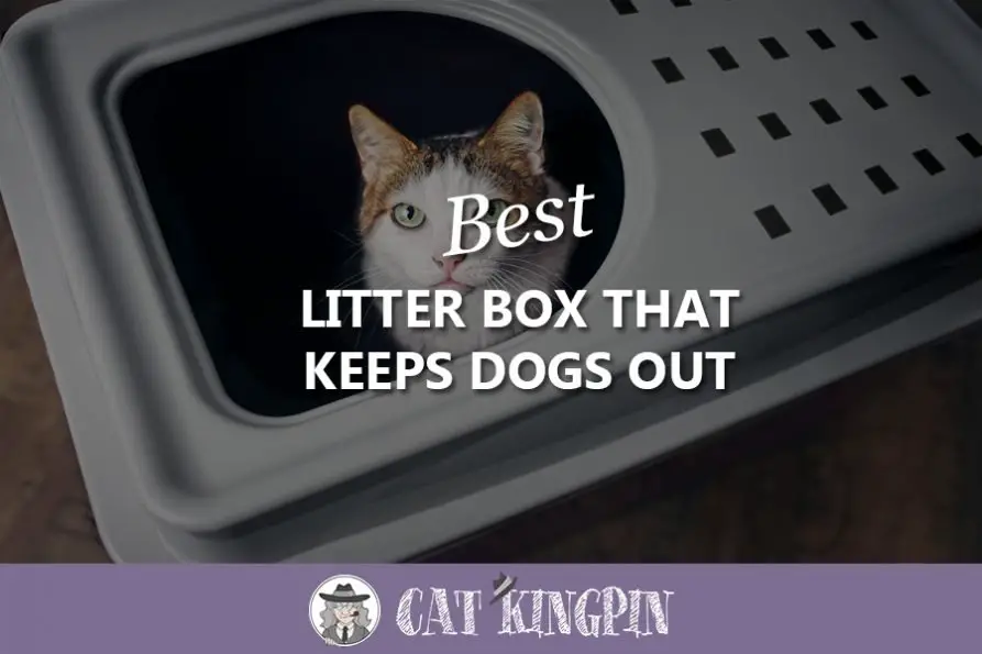 Best Cat Toys to Prevent Boredom - Cat Kingpin