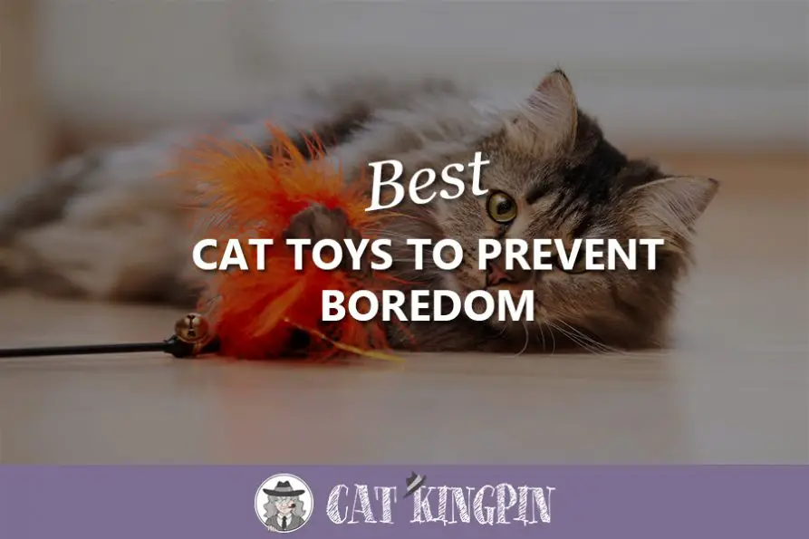 Best Cat Toys to Prevent Boredom - Cat Kingpin
