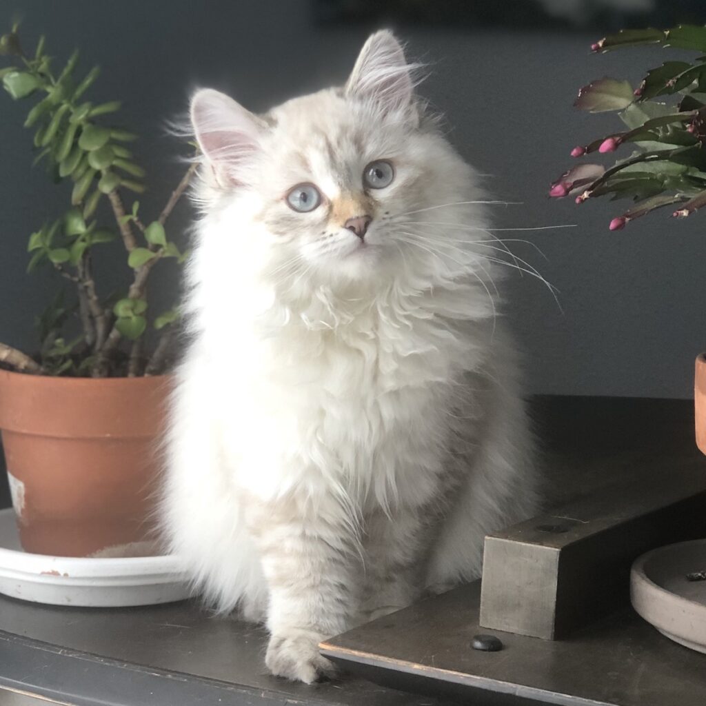 Siberian Cat Breeders in Indiana - Cat Kingpin