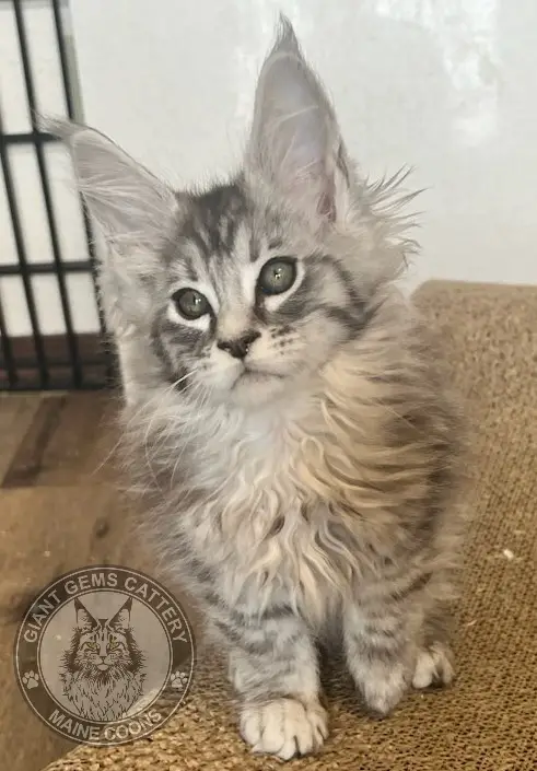 Maine Coon Cat Breeders in Illinois - Cat Kingpin