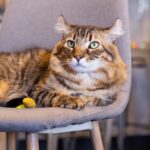 The Best Cat Breeders in Your Area - Cat Kingpin