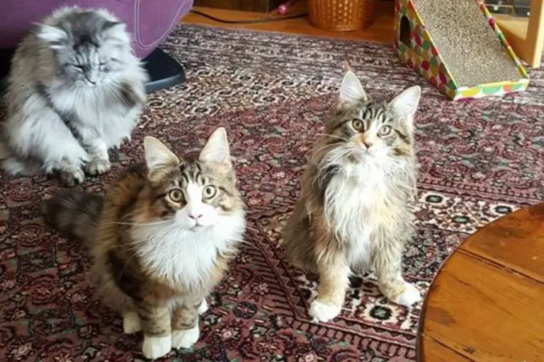 Best Maine Coon Breeders in Minnesota with Kittens for Sale