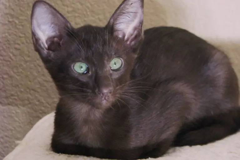 Best Oriental Shorthair Breeders in Washington with Kittens for Sale