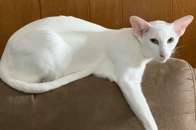 Cat Breeders, Care, and Product Reviews - Cat Kingpin