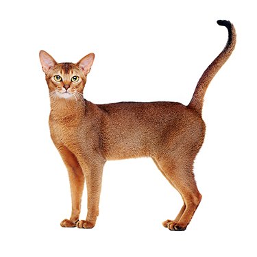 Abyssinian Cat Breeders in California - Cat Kingpin